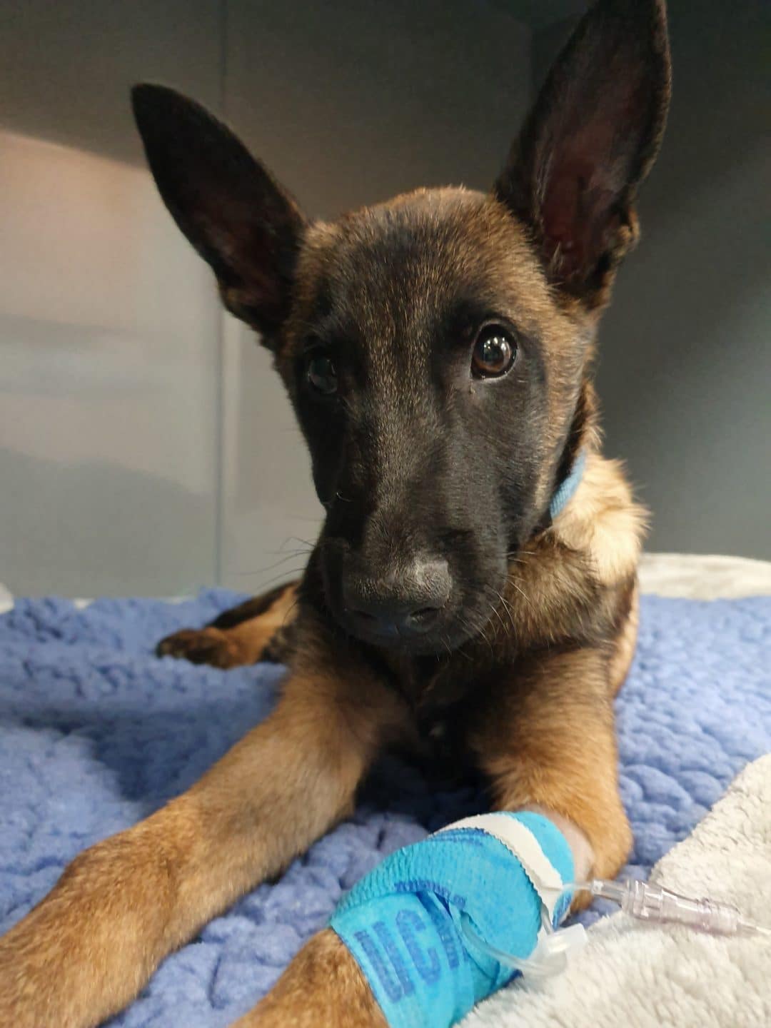 The Danger Of GDV Or Bloat In Dogs (what is it, symptoms, and treatment ...