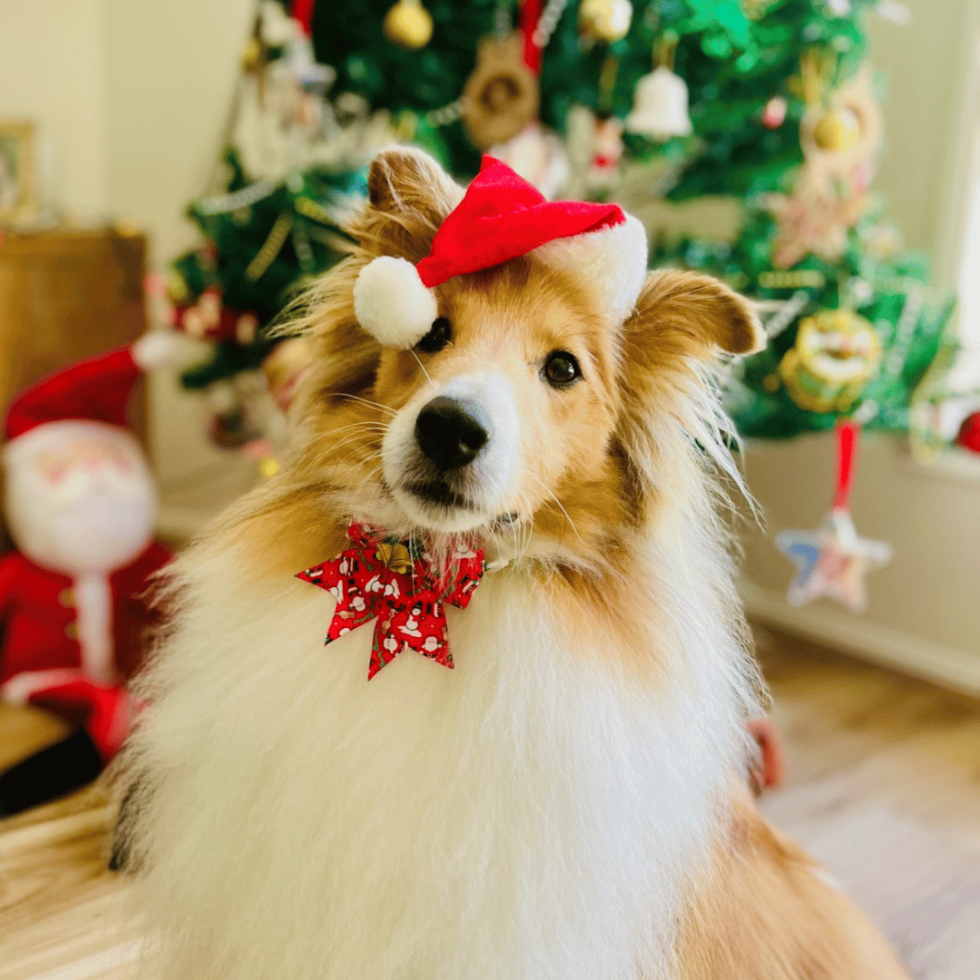 Common Household Poisons: What Every Pet Owner Should Know - Perth Vet ...